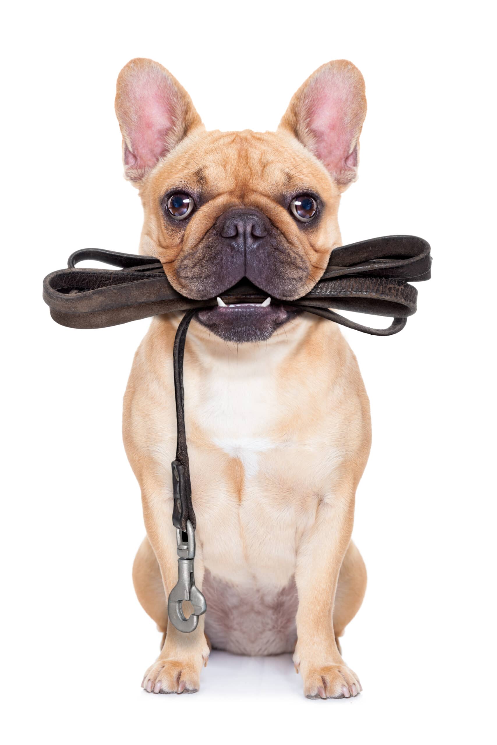 High-Quality Dog Leash Manufacturer in the USA - TFI Custom Fabrication